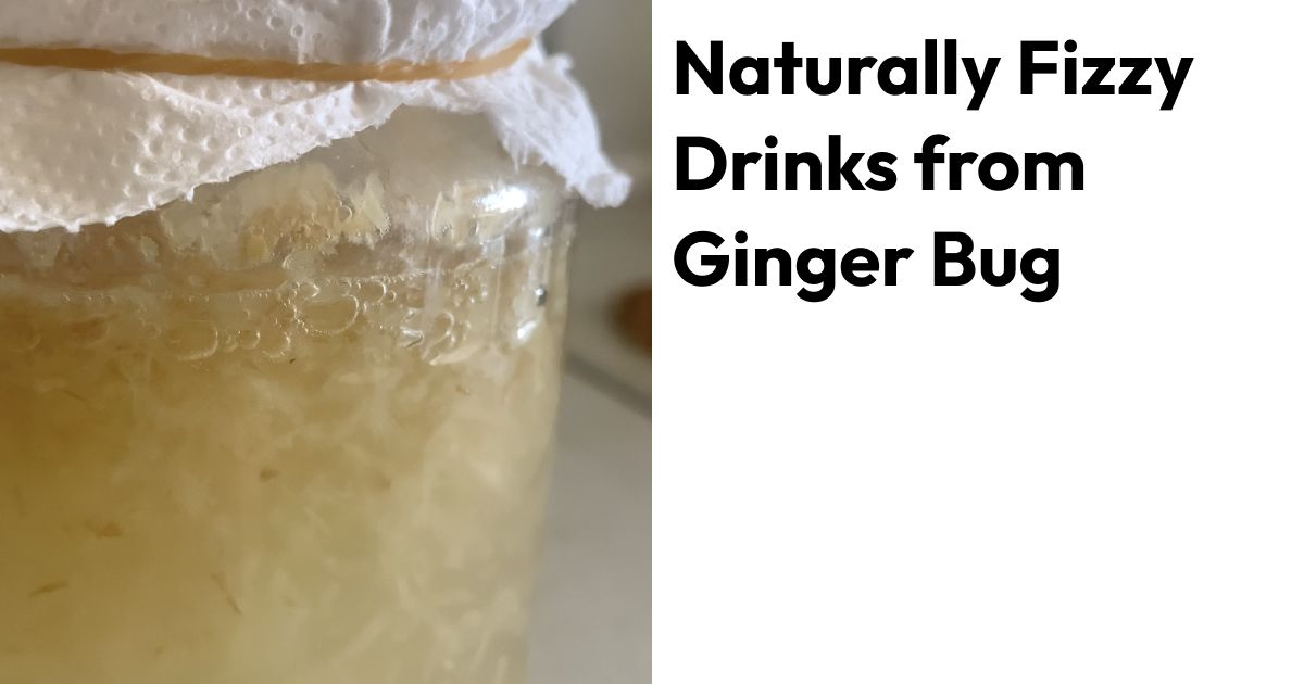 Ginger Bug Recipes for Homemade Fermented Drinks